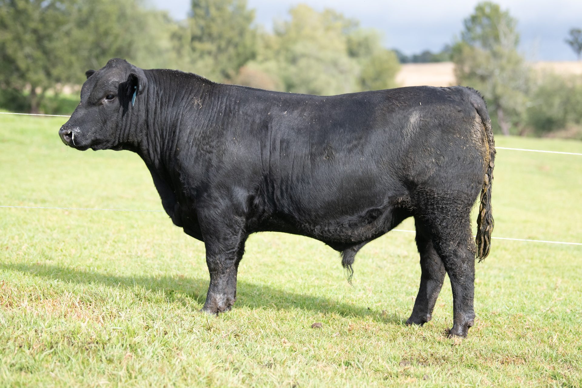 PENTIRE UPSHOT U32 Lot 13 | Pentire Angus