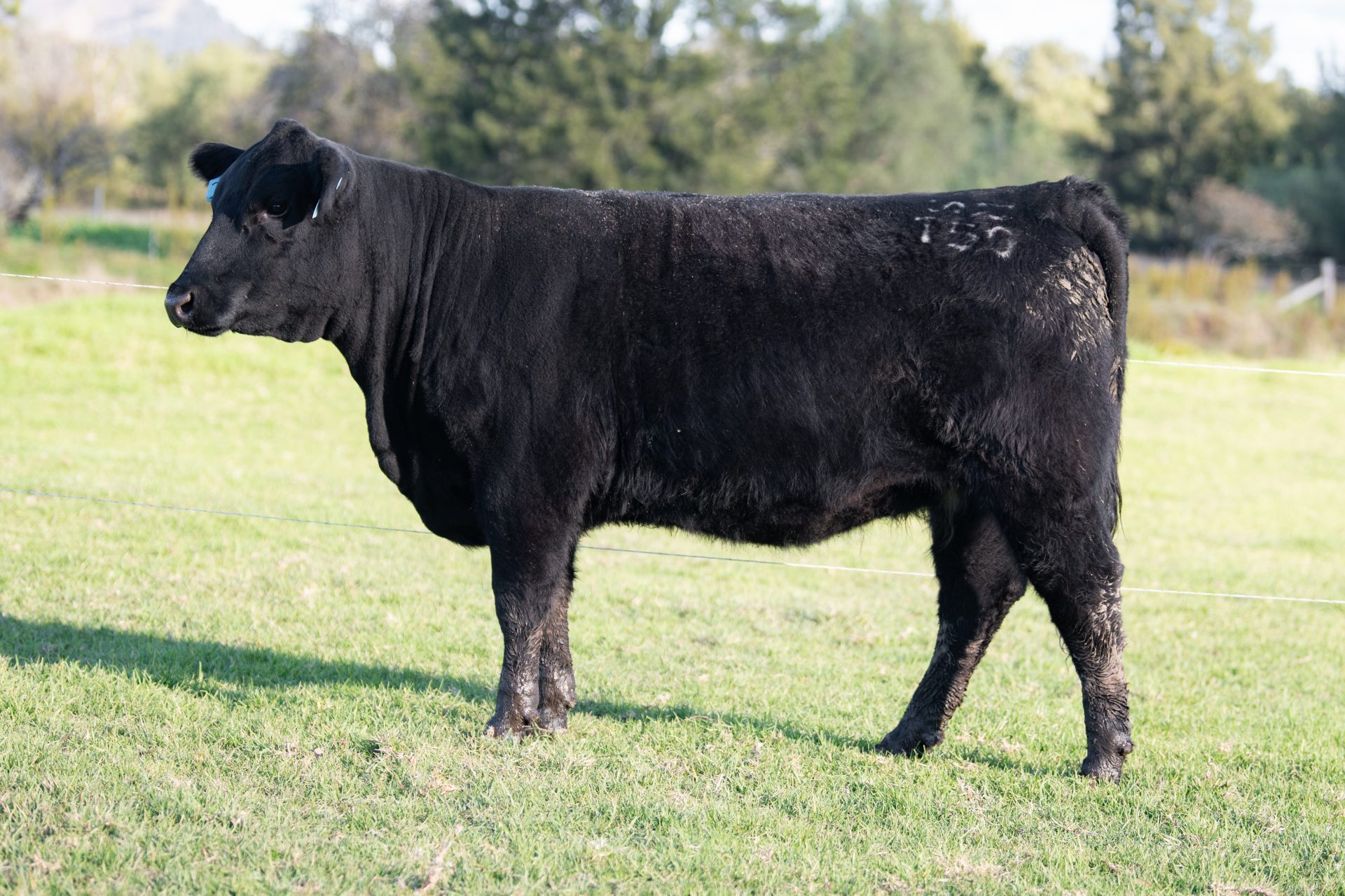 PENTIRE MISS ERICA T50 Lot 27 | Pentire Angus
