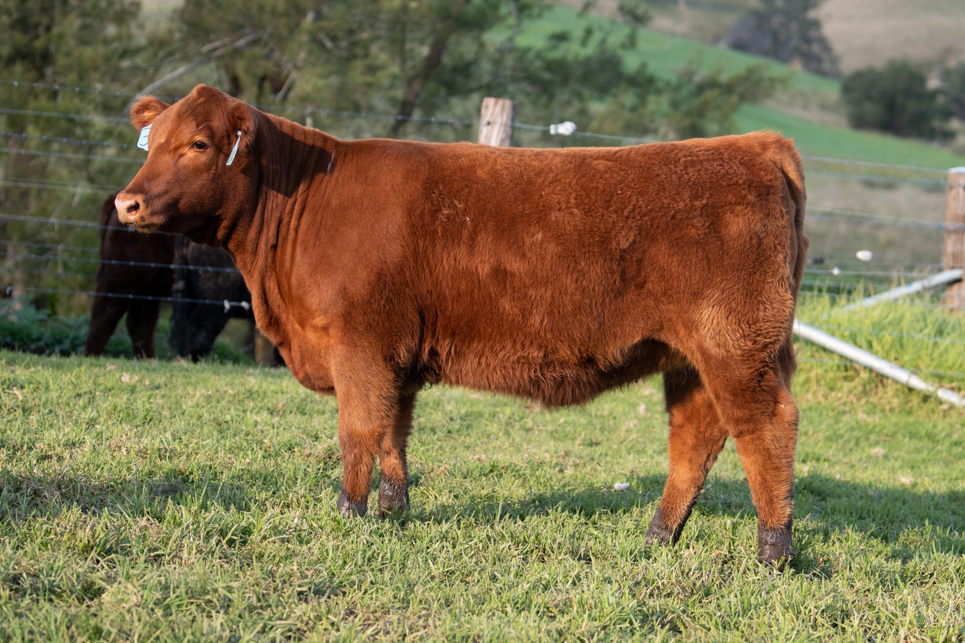 PENTIRE RUBY ROSE U34 (Red) Lot 36 | Pentire Angus
