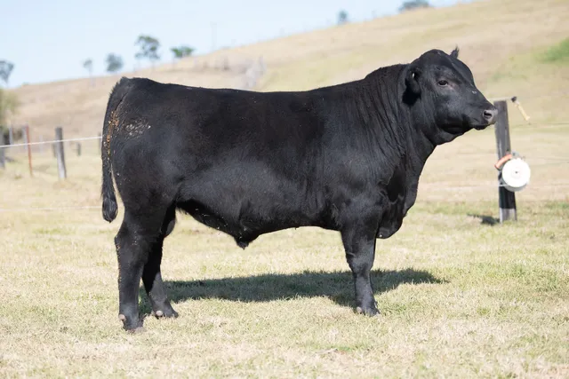 Angus Bulls | Pentire Angus | Hunter Valley NSW